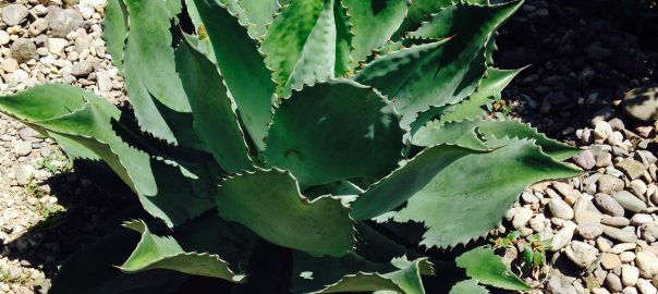 maguey Archivos - Mezcologia