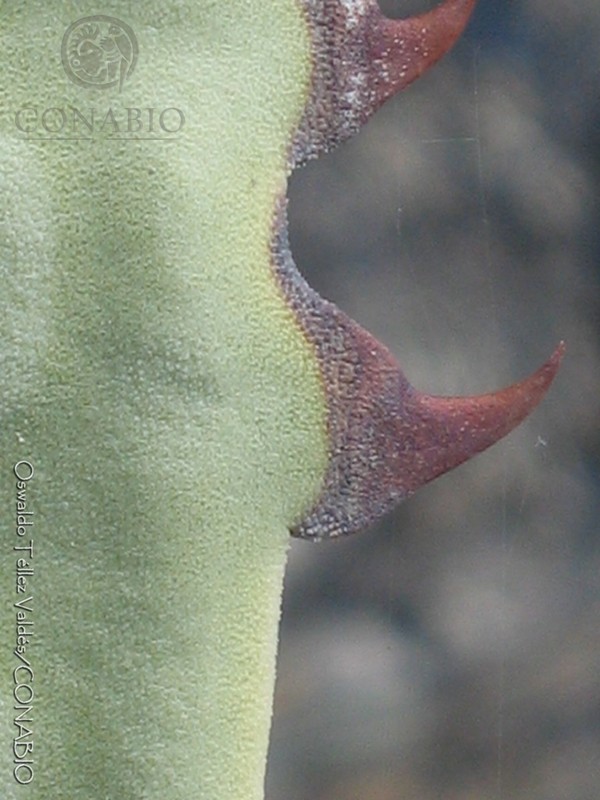 El maguey que se convirtió en Diosa