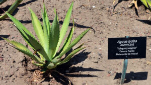 Maguey coyote: el maguey escurridizo